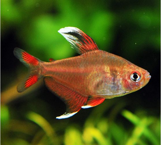 Buy Live Fish Online | Fresh Aquarium Fish for Sale