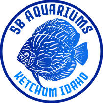 GloFish® Starfire Red® Angelfish - Vibrant & Easy to Maintain